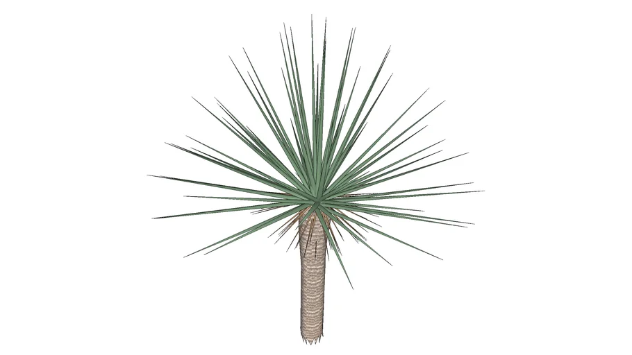 Yucca rostrata | 3D Warehouse