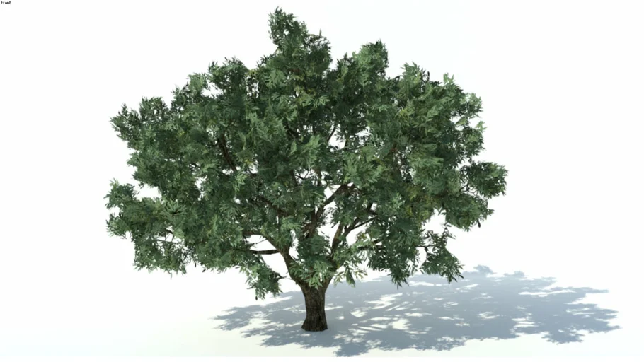 tree 01 | 3D Warehouse