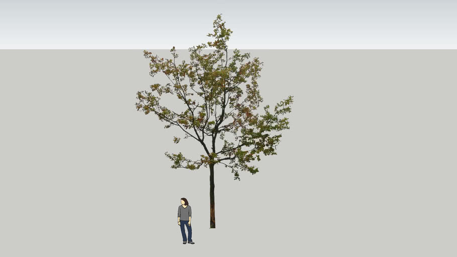 Tree 2 | 3D Warehouse