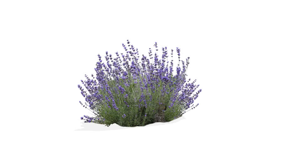 Lavendula - Lavender plant | 3D Warehouse