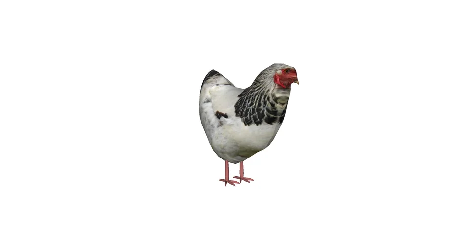 Sitting and Standing Chicken | 3D Warehouse
