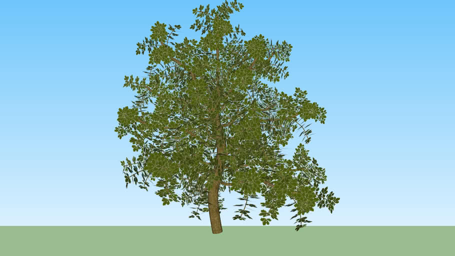 Broadleaf 5 | 3D Warehouse