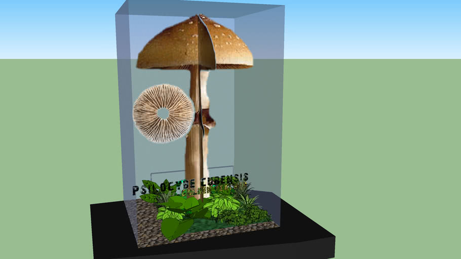 psilocybe cubensis mushroom champignon magic decoration | 3D Warehouse