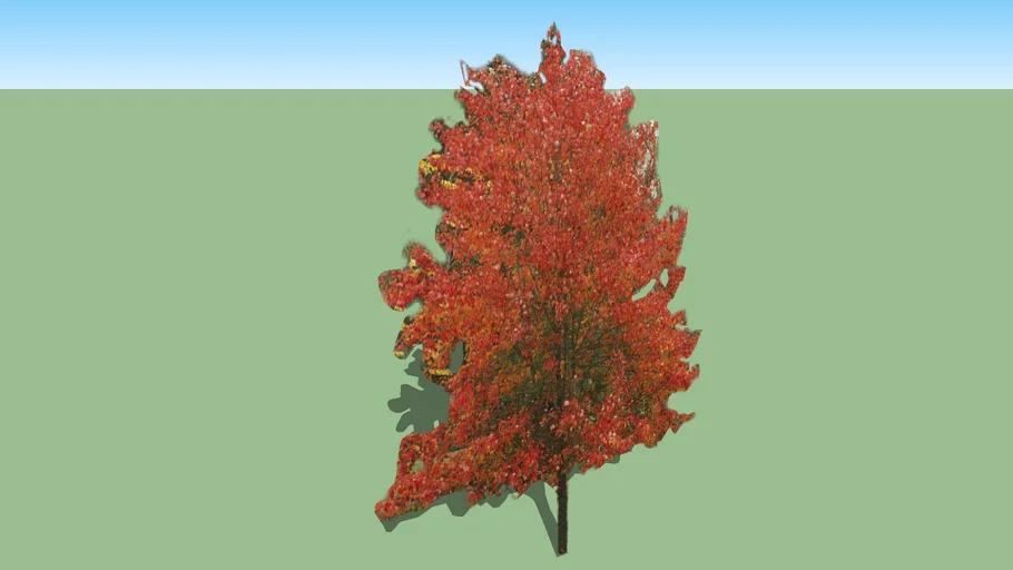 October Glory Maple | 3D Warehouse