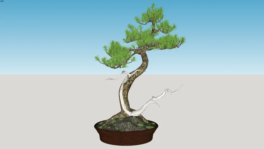 Bon Sai 02 | 3D Warehouse