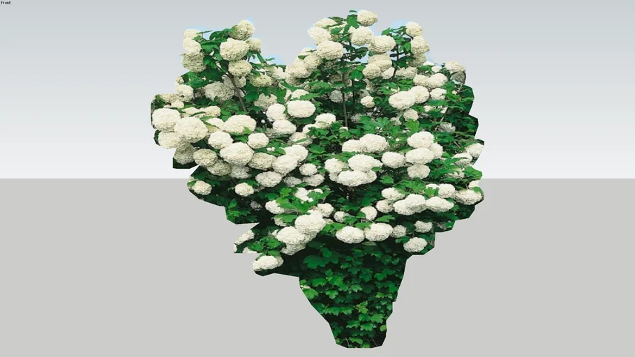 Putinas viburnum-roseum | 3D Warehouse