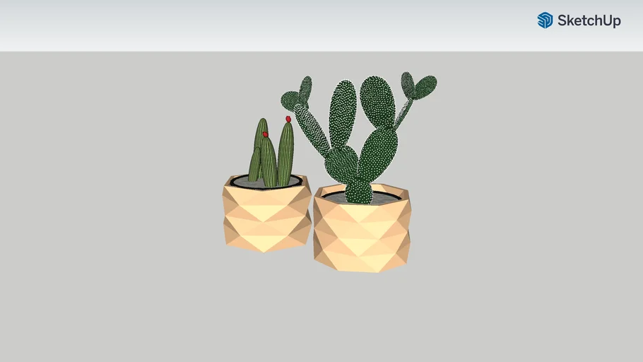 Cactus | 3D Warehouse