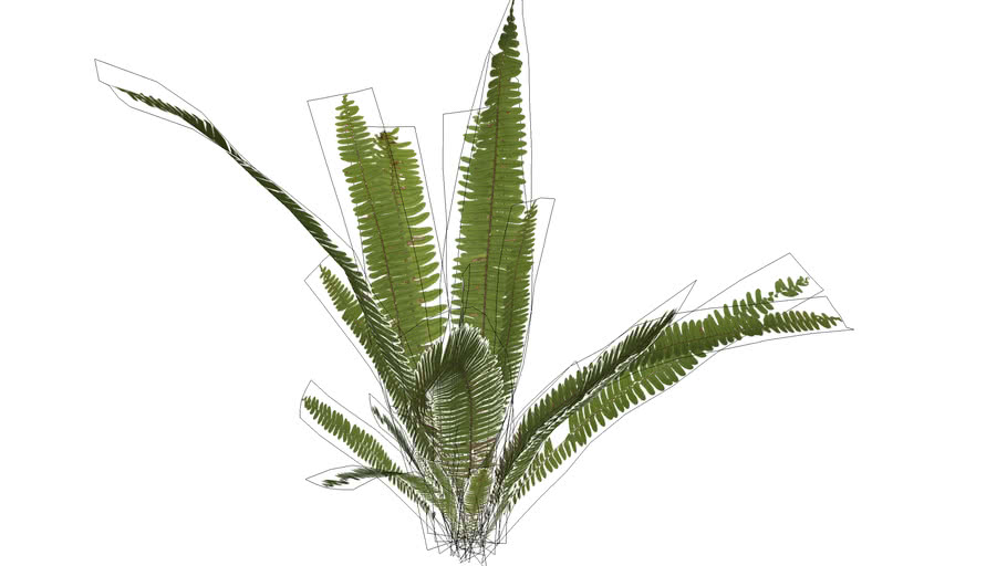 3d fern nephorlepis cordifolia_01_01 | 3D Warehouse