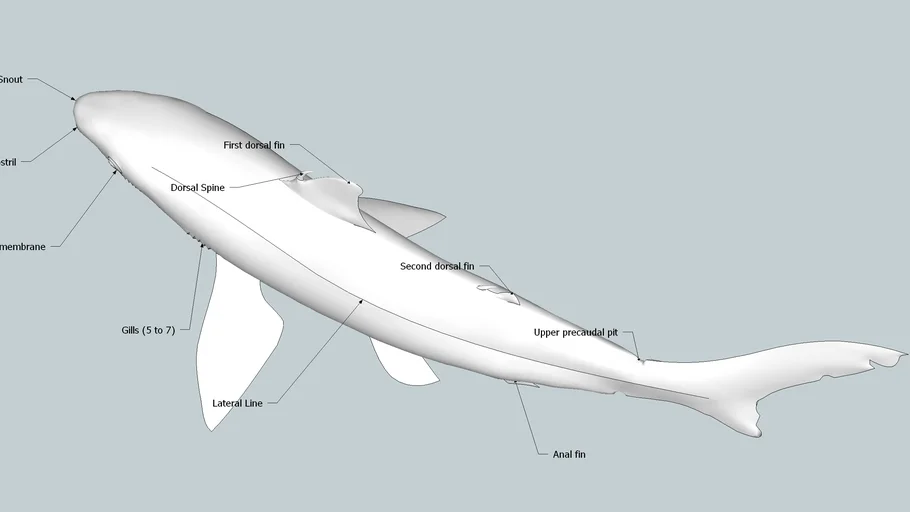 Shark anatomy | 3D Warehouse