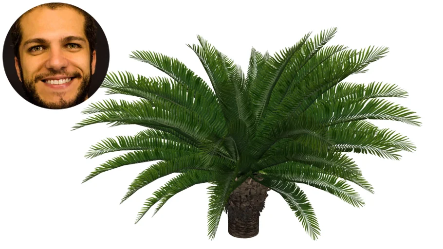 cyca revoluta | 3D Warehouse