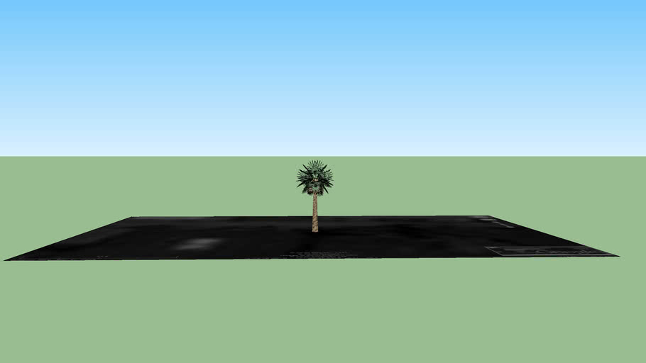 coconut tree | 3D Warehouse