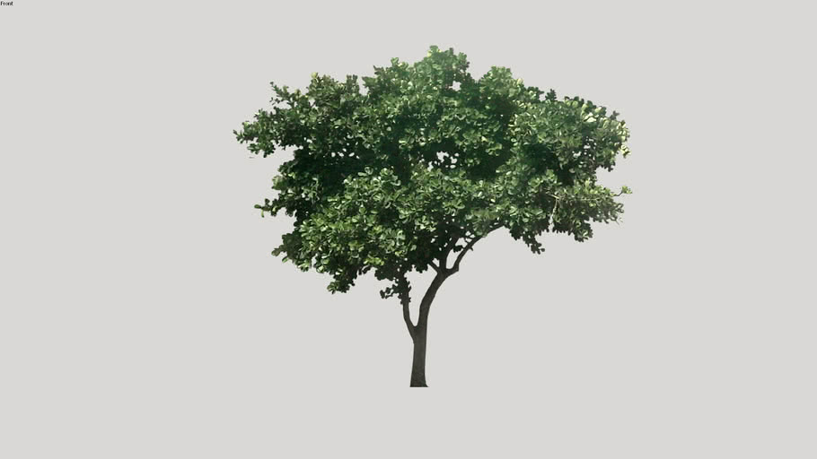 Ficus - Medium | 3D Warehouse