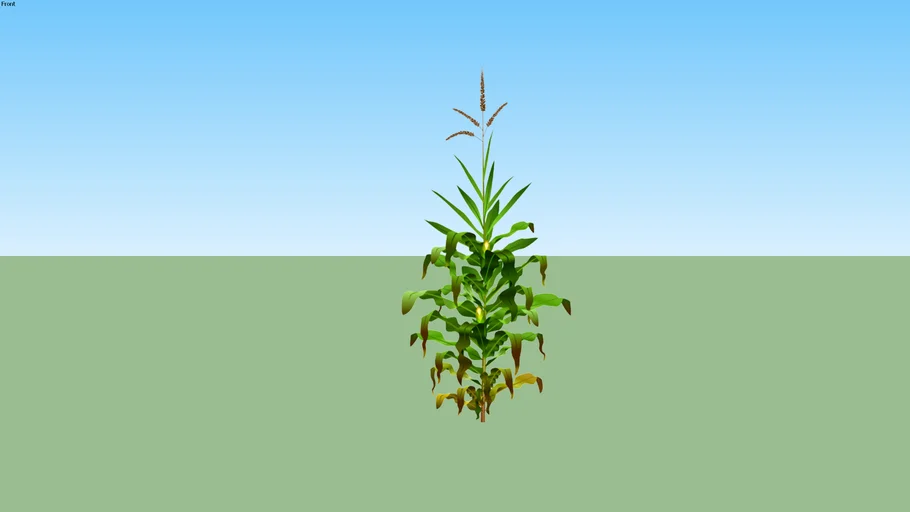 Tree Corn - Pohon Jagung | 3D Warehouse