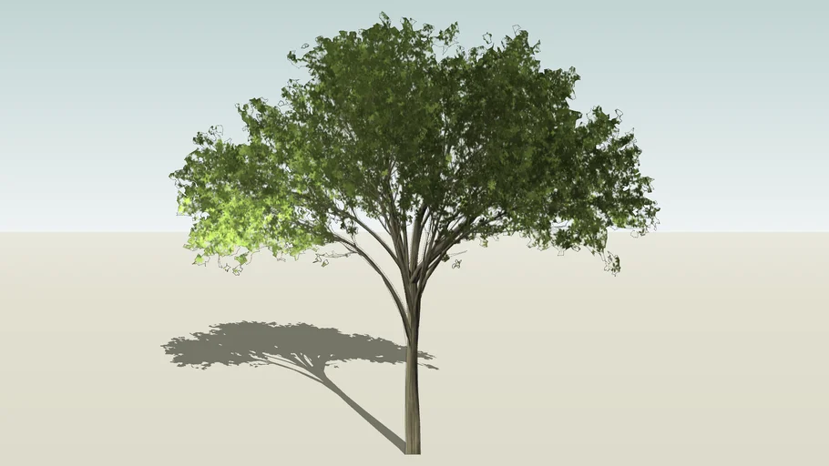 tree | 3D Warehouse