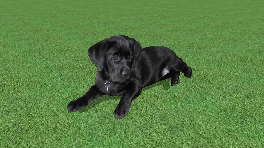 Dog | 3D Warehouse