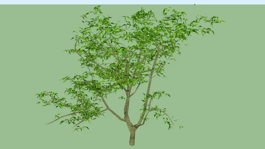 Green Maple | 3D Warehouse