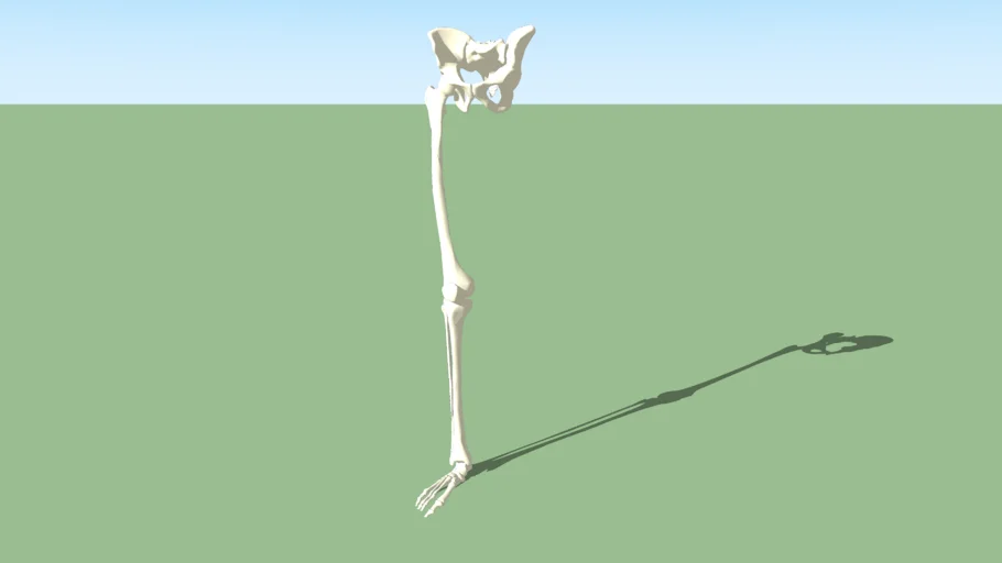 Human leg | 3D Warehouse