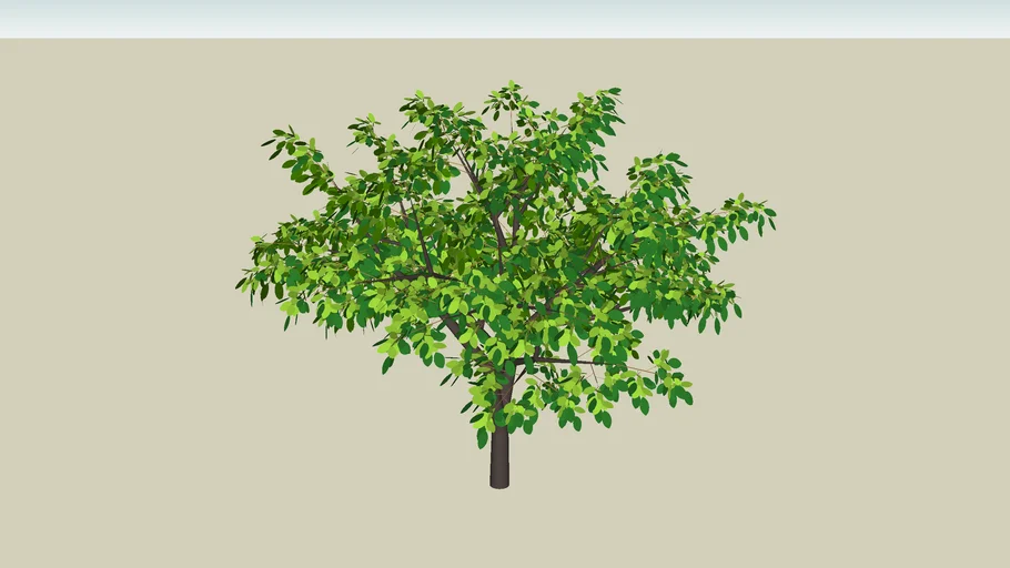 Small broadleaf tree | 3D Warehouse