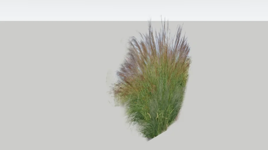 miscanthus grass | 3D Warehouse