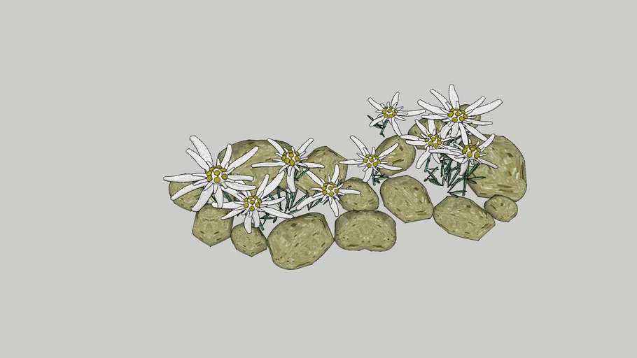 3D edelweiss (floare de colt) | 3D Warehouse