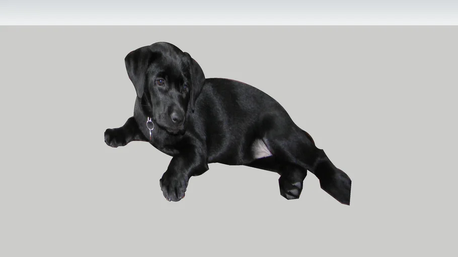 labrador dog | 3D Warehouse