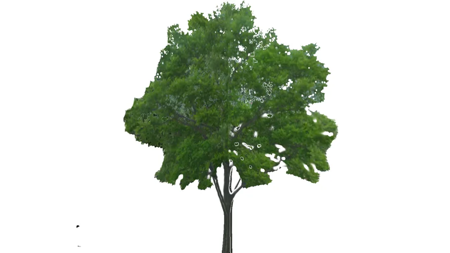 3rd Angle Trees7 | 3D Warehouse