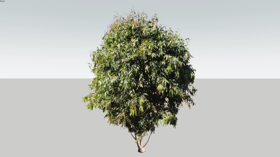 Lemon Squash TM | 3D Warehouse