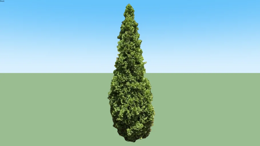 Arborvitae 'degroot's spire' | 3D Warehouse