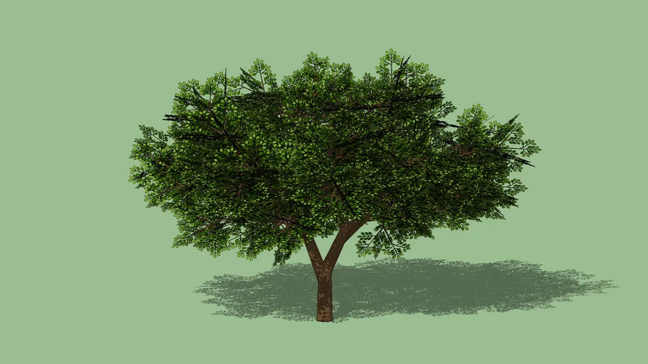 Robinia pseudoacacia | 3D Warehouse