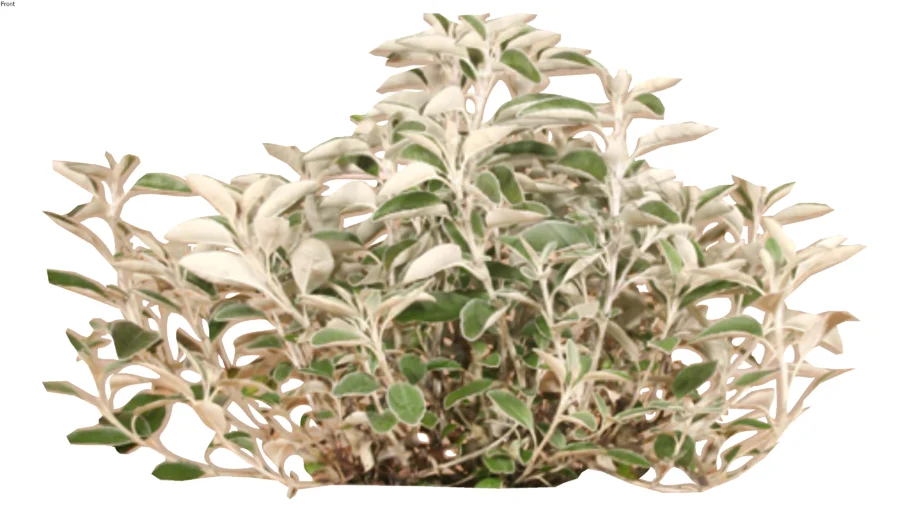 Brachyglotis (senecio) 'Sunshine' 10L | 3D Warehouse