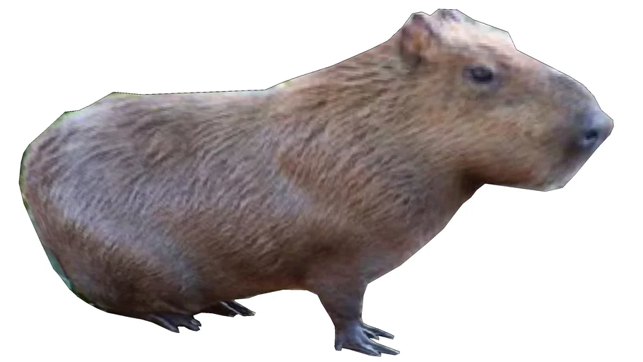 CHIGUIRO | 3D Warehouse