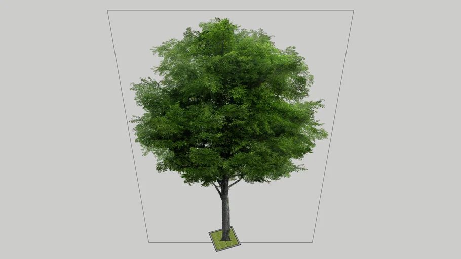 Cây 2D đẹp | 3D Warehouse