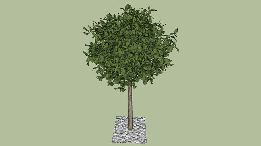 Bay tree | 3D Warehouse