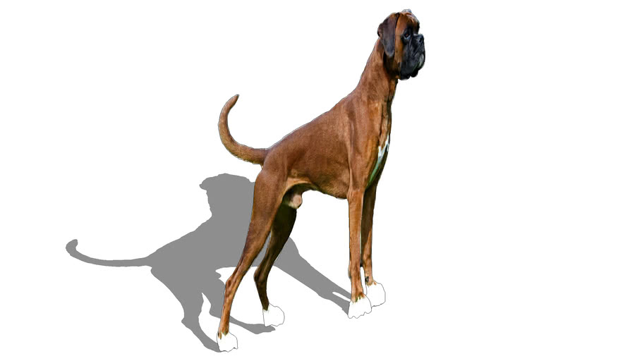 2D Boxer Dog | 3D Warehouse
