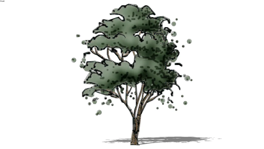 Tree_2D_Sketch_Color | 3D Warehouse