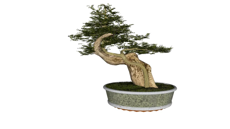 Bonsai 01 | 3D Warehouse