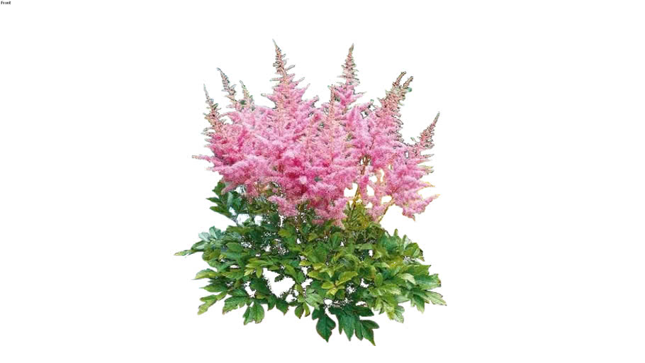 Astilbe Nouvelle Vague 2D follow me | 3D Warehouse