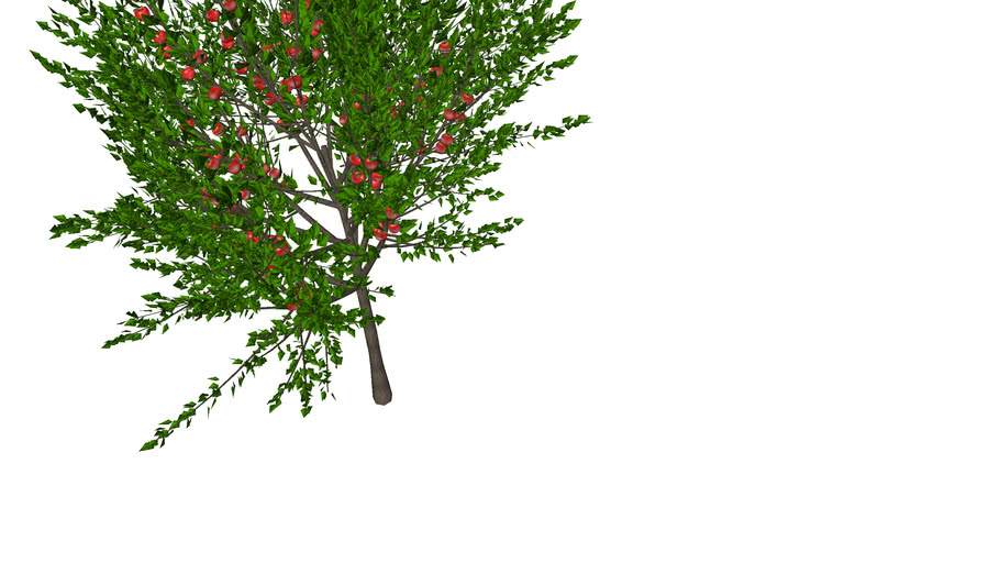 apple tree 3d | 3D Warehouse