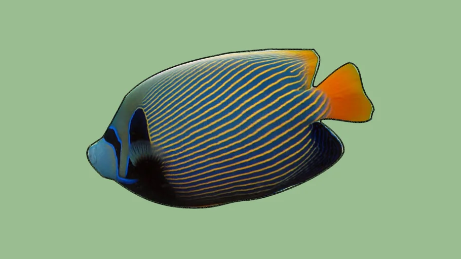 Fish | 3D Warehouse
