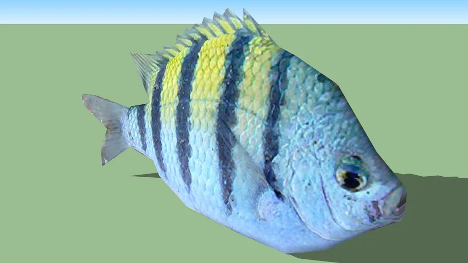 Fish | 3D Warehouse
