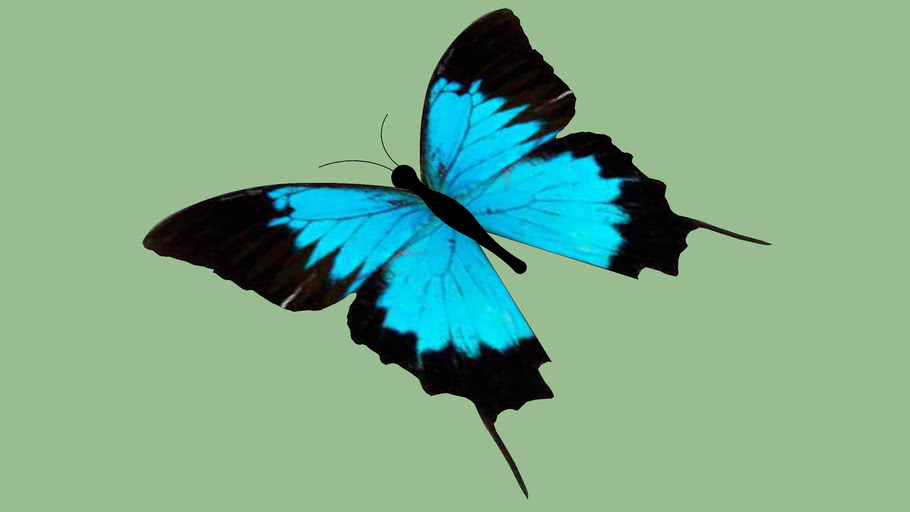 Sky Blue Butterfly | 3D Warehouse
