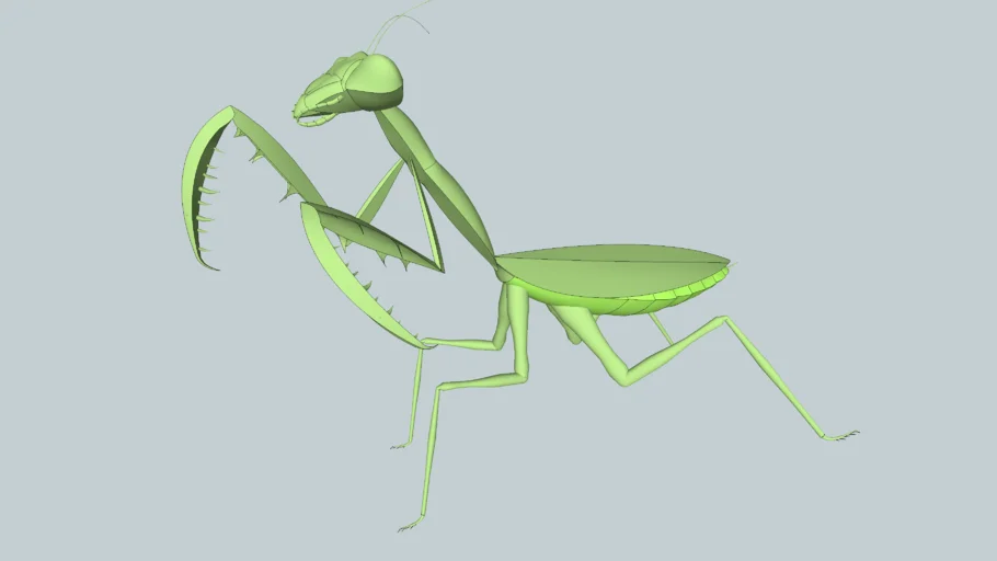 praying mantis | 3D Warehouse