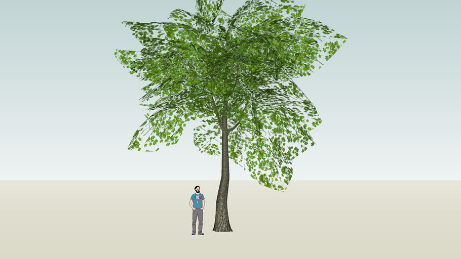 MAPLE TREE IN SPRING 3D MODEL | 3D Warehouse