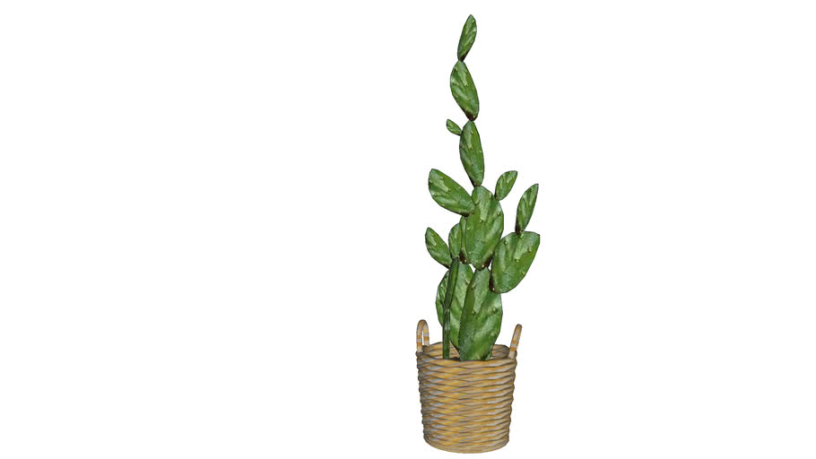 Potted Cactus Plant | 3D Warehouse