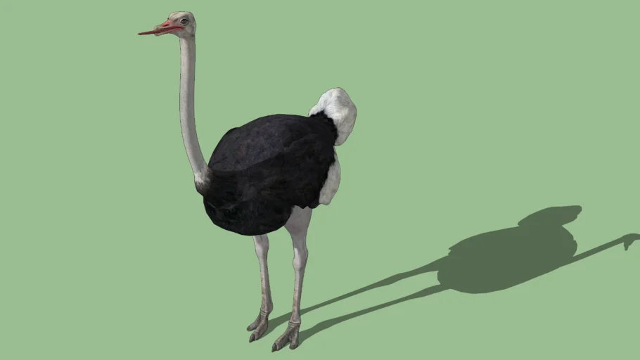 Ostrich | 3D Warehouse