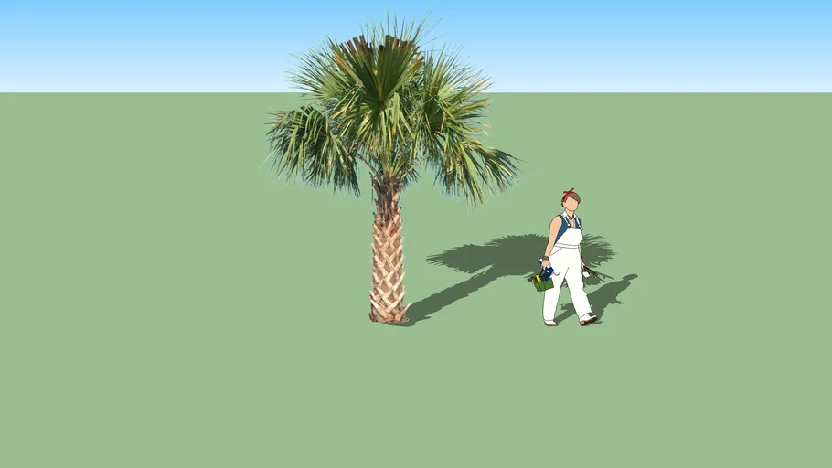 sabal palm 2D | 3D Warehouse