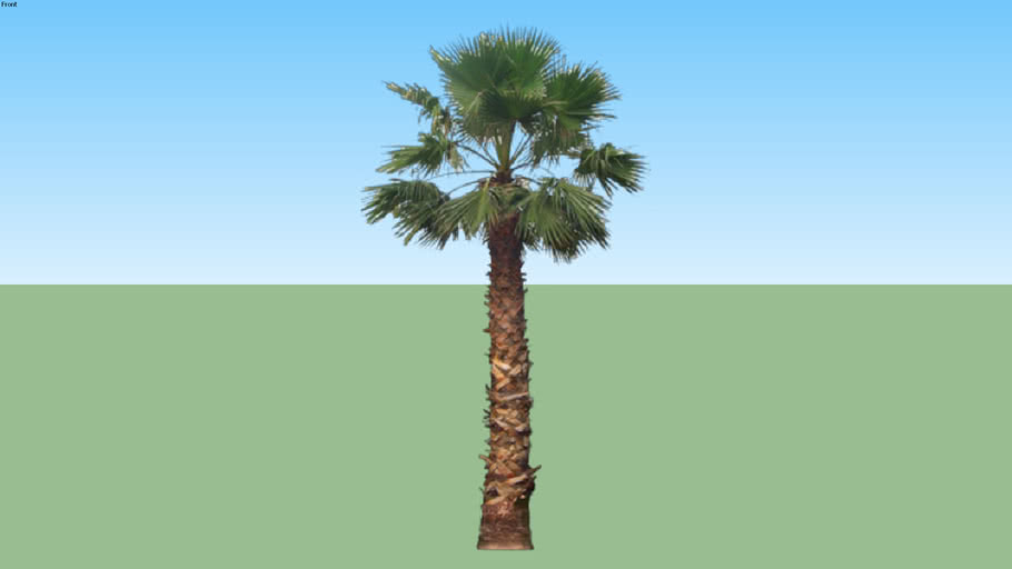 Palm tree 6 | 3D Warehouse