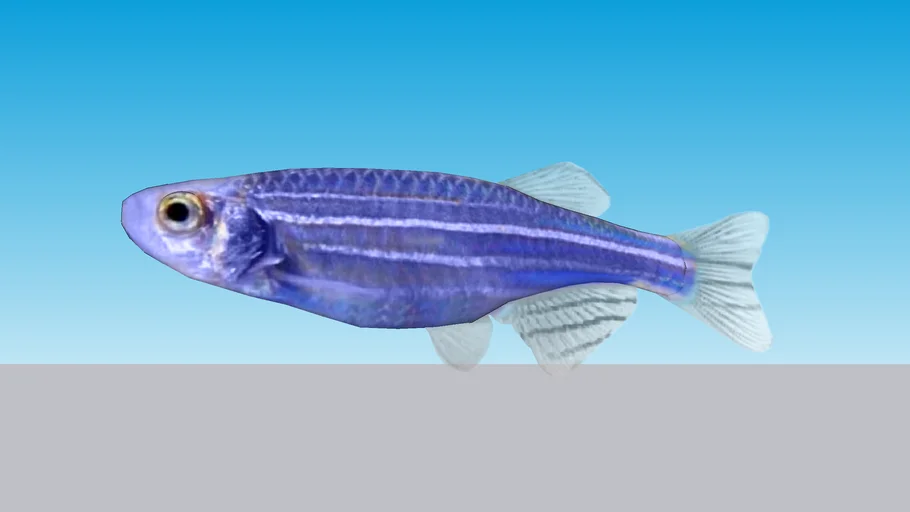 Danio Cebra Transgenico Azul (Danio rerio) | 3D Warehouse