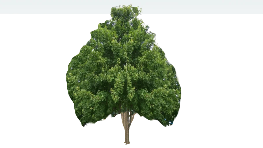 3d maple tree | 3D Warehouse