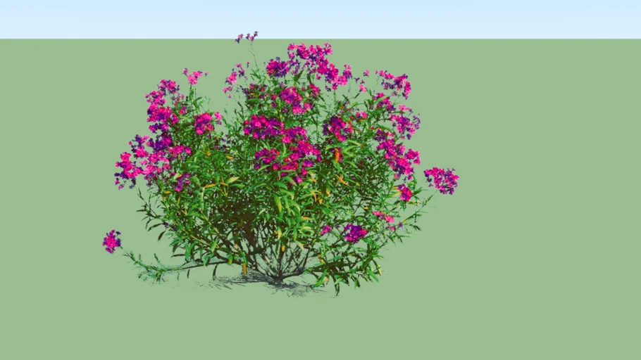 Nerium Oleander Pink | 3D Warehouse
